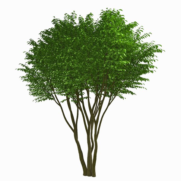 modèle 3D de Arbre n ° 14 - TurboSquid 1057834