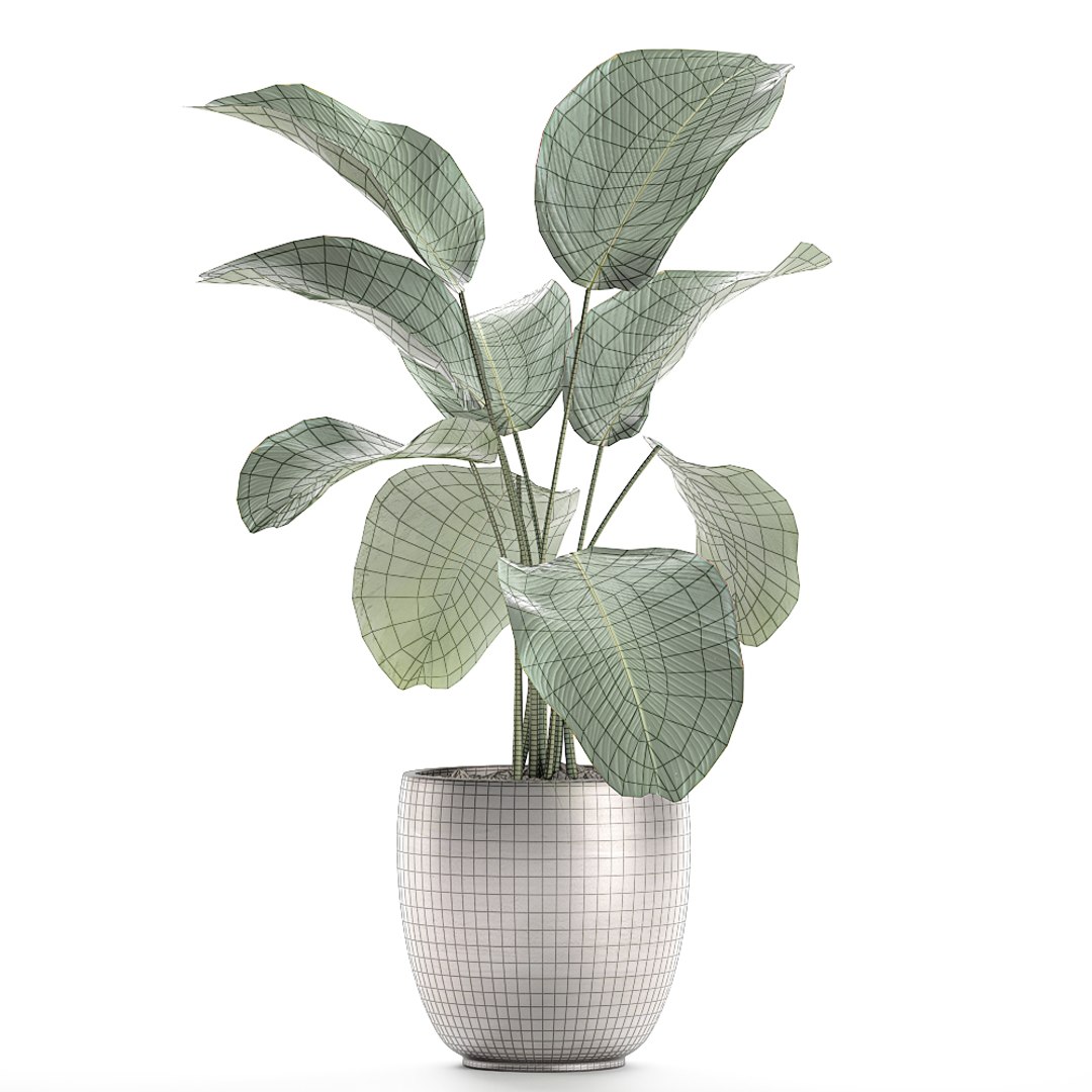 3D Calathea Lutea Pot Model - TurboSquid 1606577