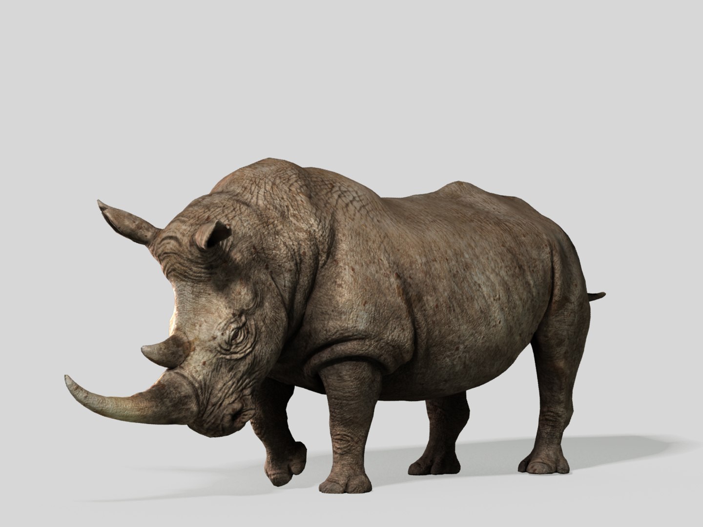 3d rigged rhino
