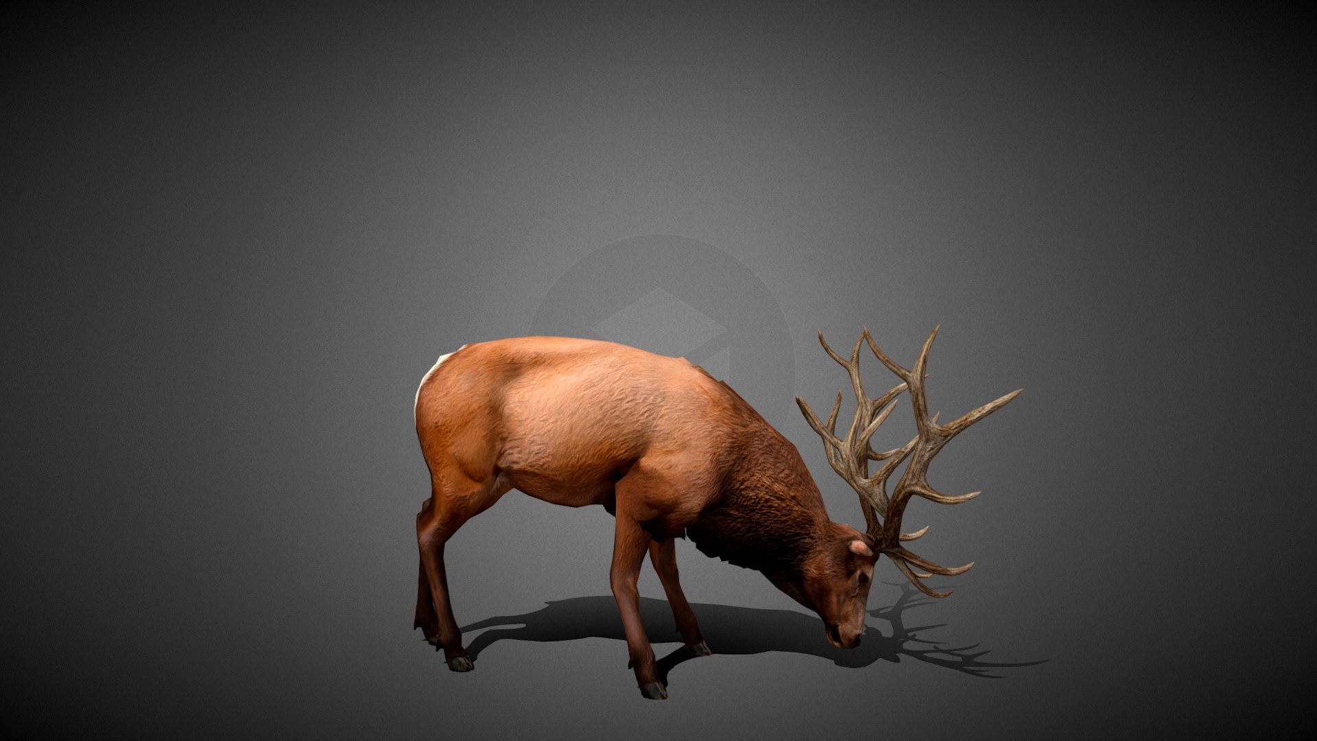 Realistic Animals PACK 3D Model - TurboSquid 2385851
