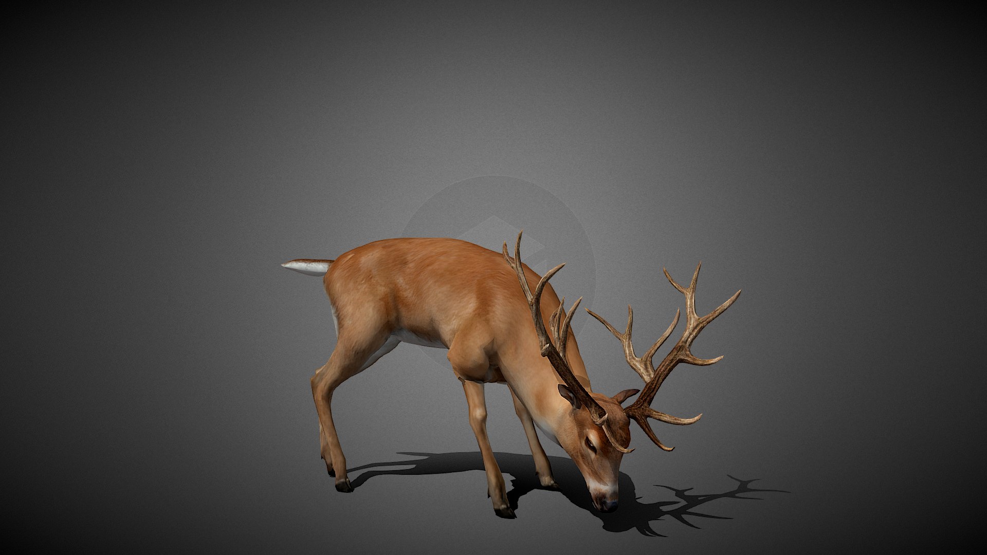 Realistic Animals PACK 3D Model - TurboSquid 2385851