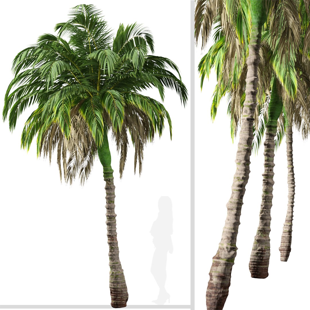 3D Set Of Alexandra Palm Or Archontophoenix Alexandrae Tree - 3 Trees ...