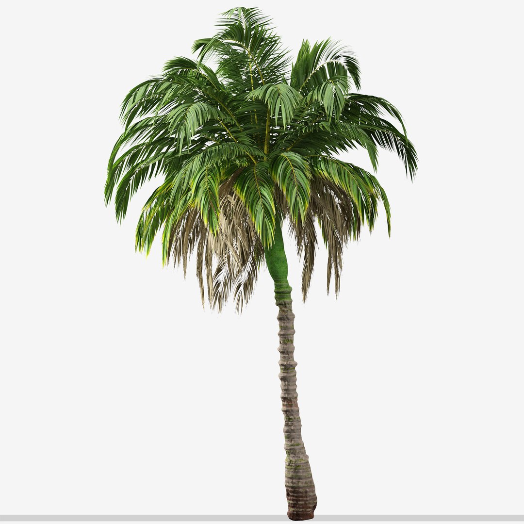 3D Set Of Alexandra Palm Or Archontophoenix Alexandrae Tree - 3 Trees ...