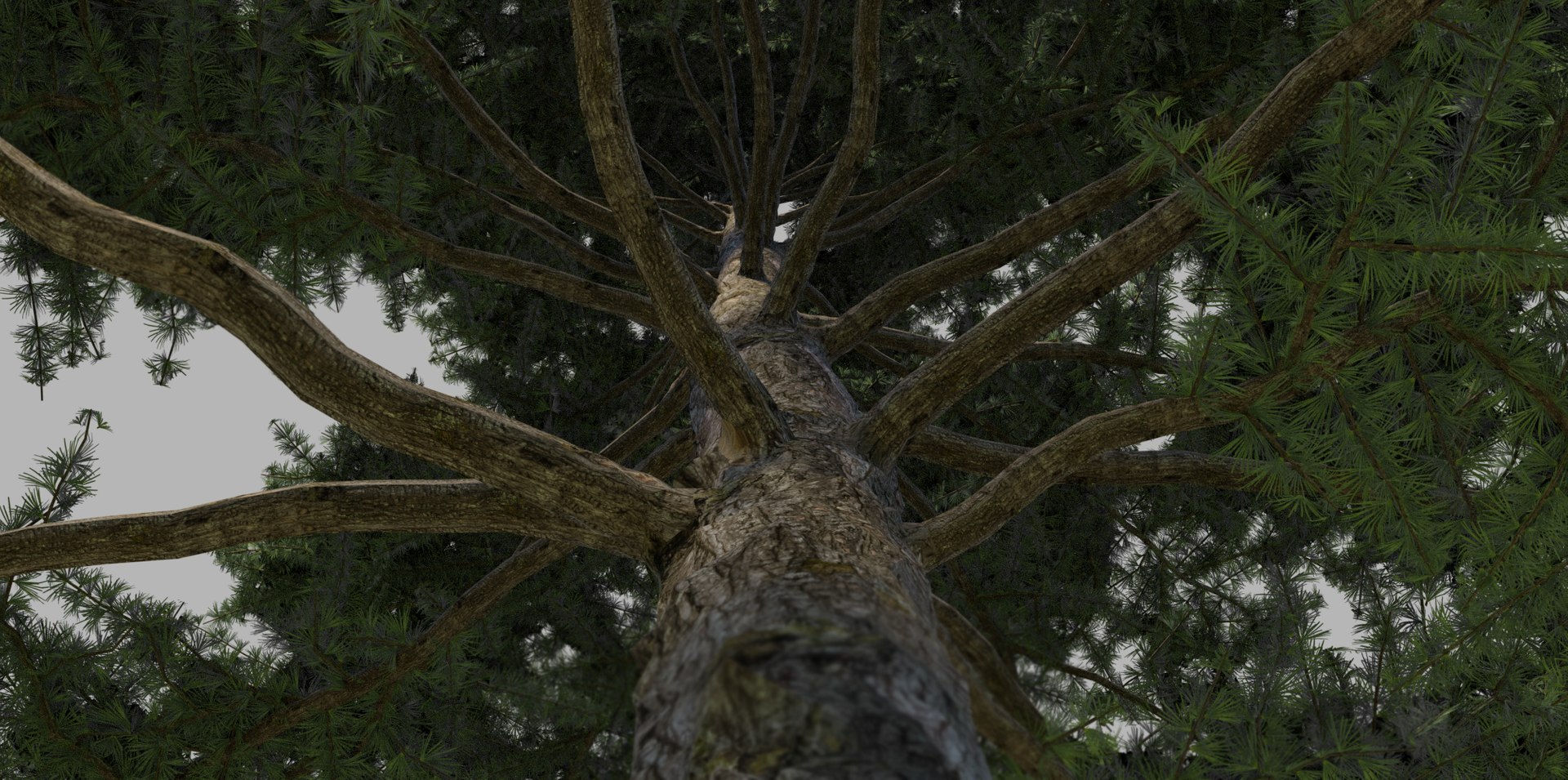 3D Pack Pine Trees Nature Model - TurboSquid 1456019