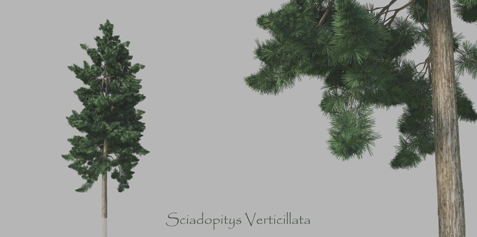3D Pack Pine Trees Nature Model - TurboSquid 1456019