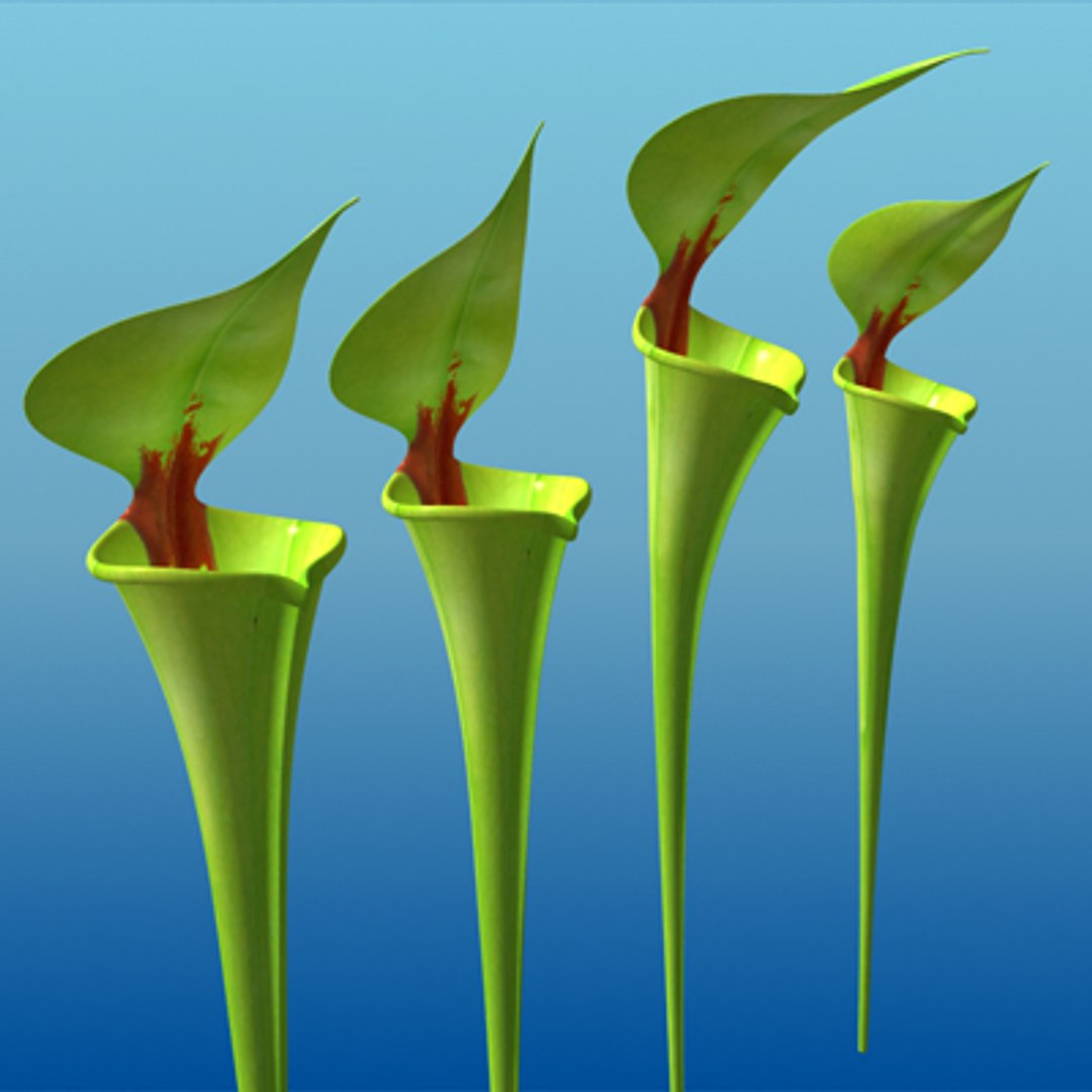 3d Model Yellow Pitcher Plant
