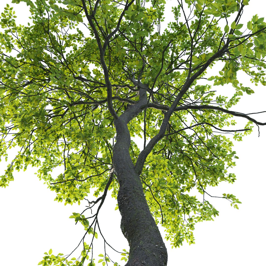 3D Model Forest Trees Set 04 - TurboSquid 1958154