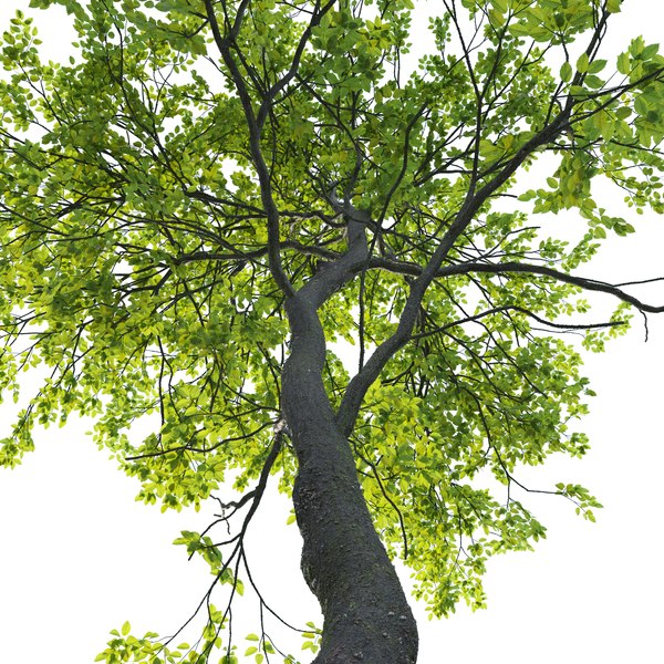 3D model Forest trees set 04 - TurboSquid 1958154