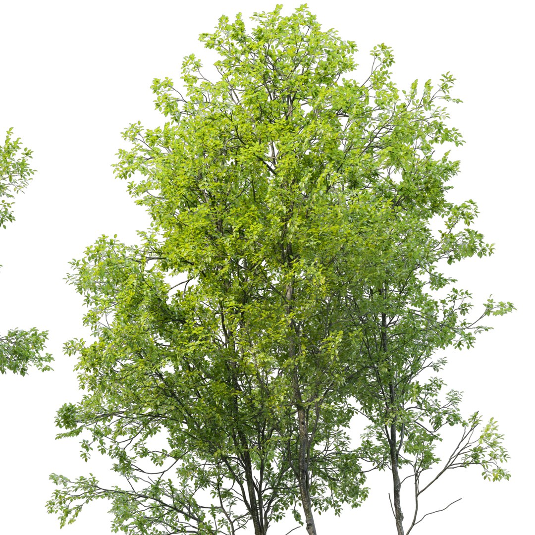 3D Model Forest Trees Set 04 - TurboSquid 1958154