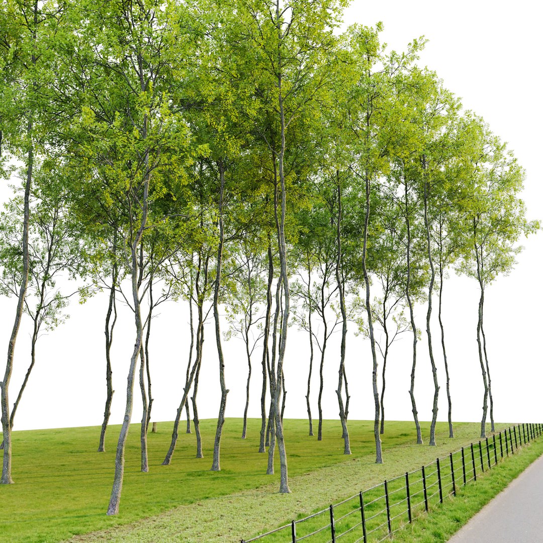 3D Model Forest Trees Set 04 - TurboSquid 1958154