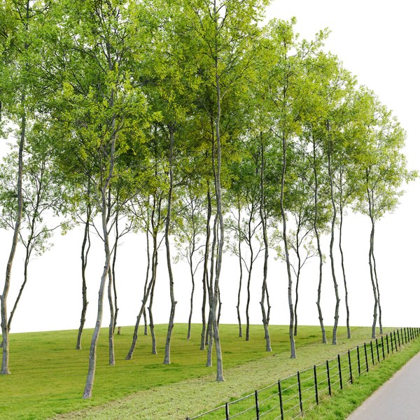 3D model Forest trees set 04 - TurboSquid 1958154