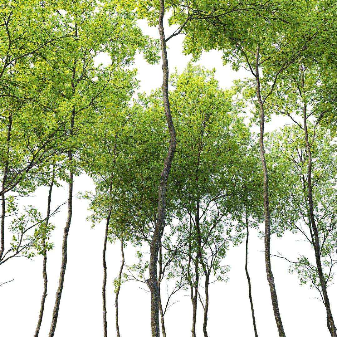 3D Model Forest Trees Set 04 - TurboSquid 1958154
