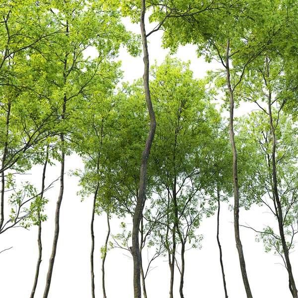 3D model Forest trees set 04 - TurboSquid 1958154