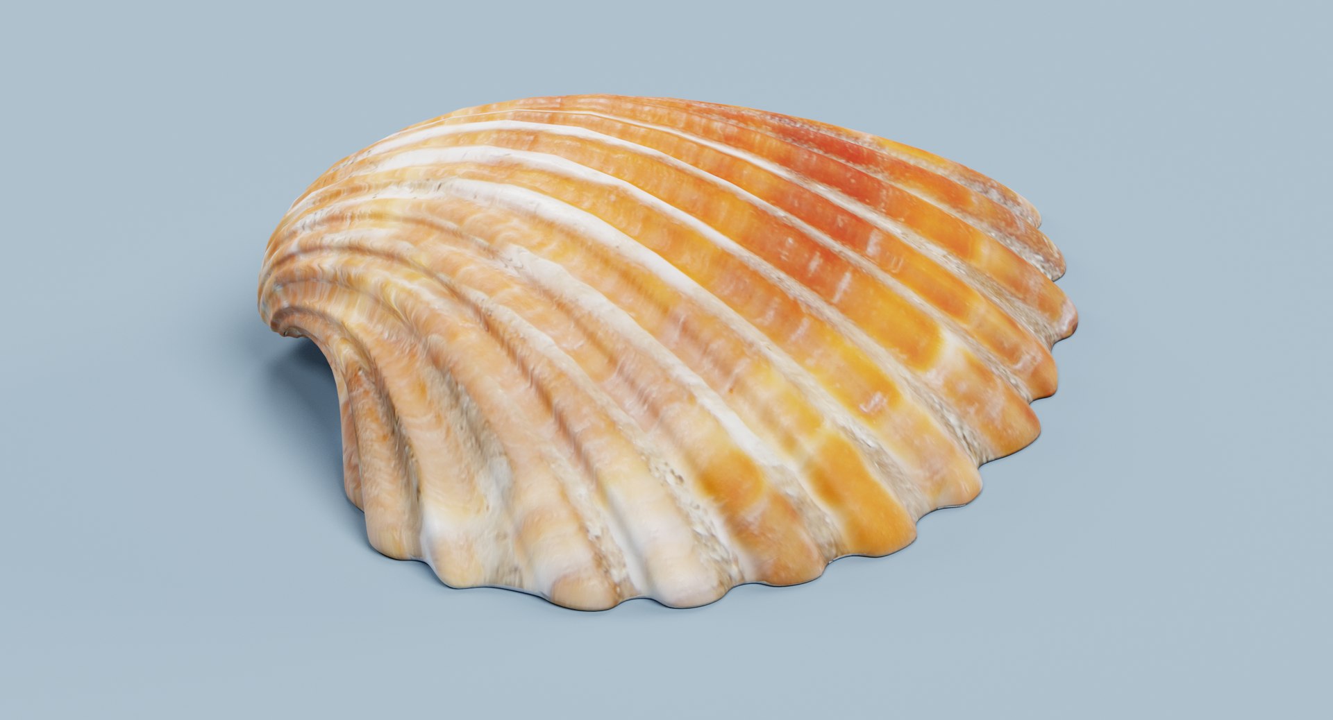3D Clam Pbr Model - TurboSquid 1229495