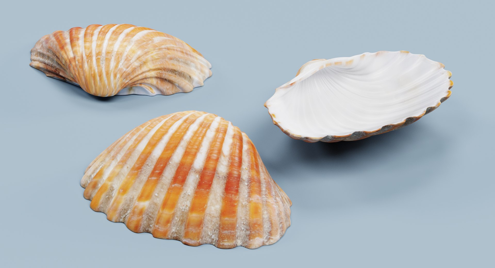 3D Clam Pbr Model - TurboSquid 1229495