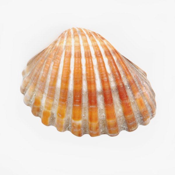 cerastoderma edule 3d 3ds