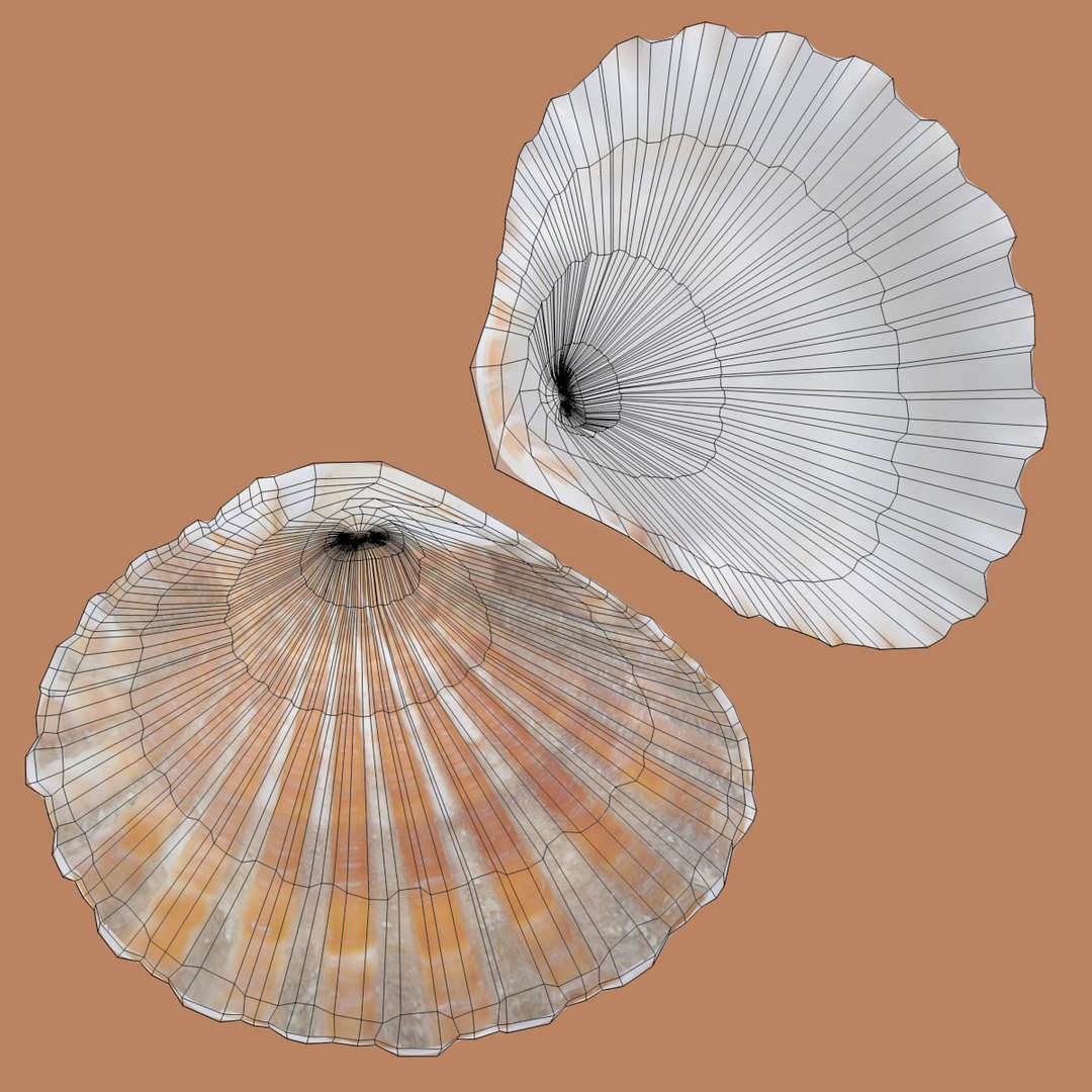 3D Clam Pbr Model - TurboSquid 1229495