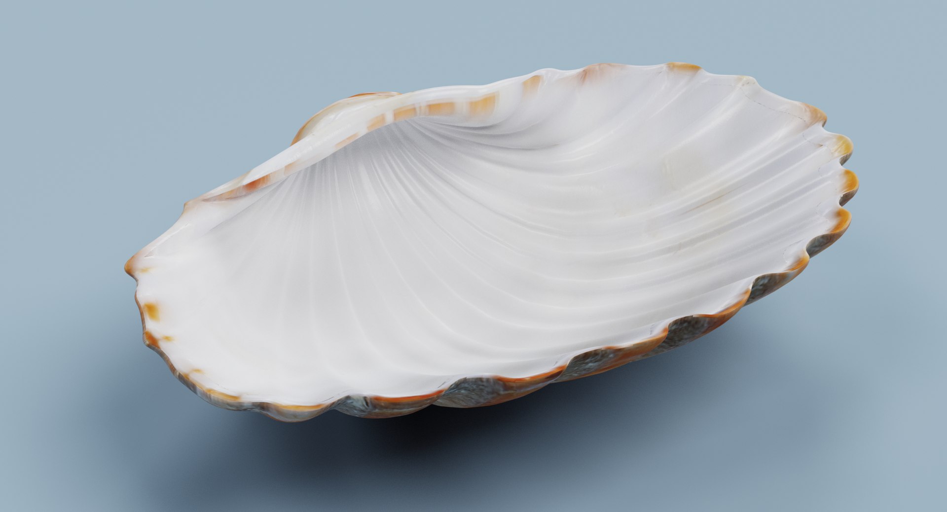 3D Clam Pbr Model - TurboSquid 1229495