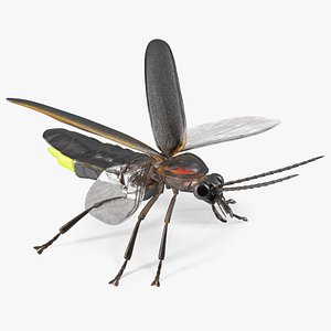 3D Firefly Models - Browse & Download Formats - TurboSquid