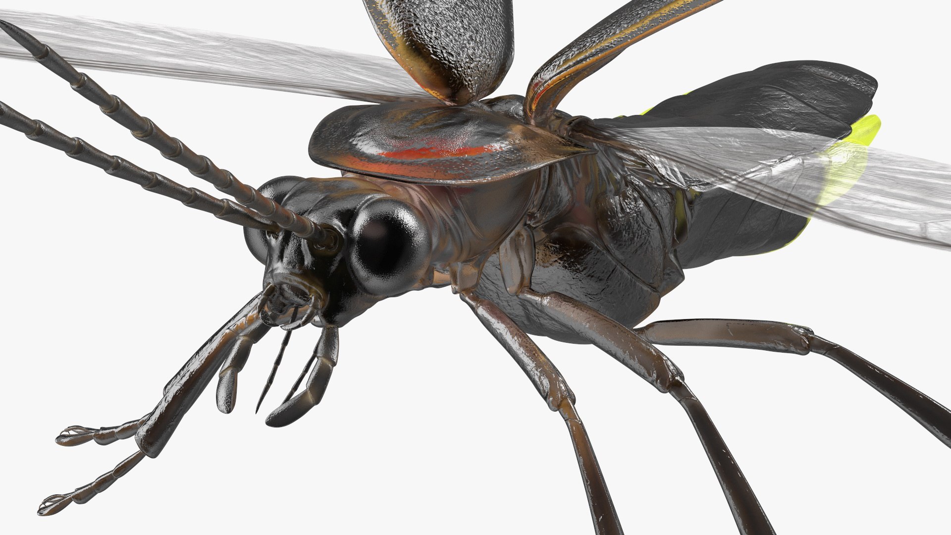 Eastern Firefly Glowing Basic Pose Model - TurboSquid 2170447