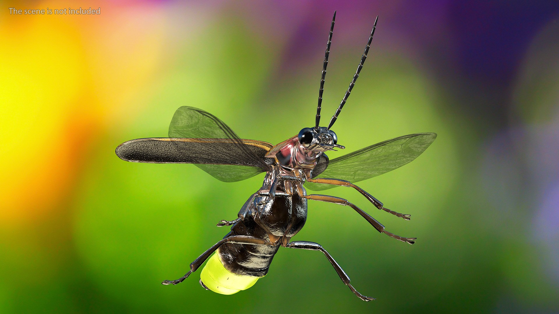 Eastern Firefly Glowing Basic Pose Model - TurboSquid 2170447