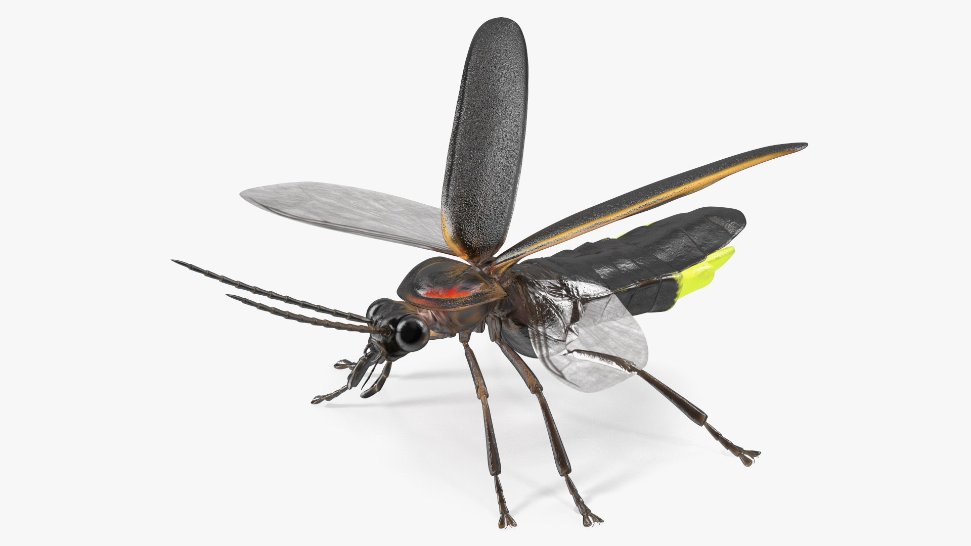 Eastern Firefly Glowing Basic Pose Model - TurboSquid 2170447