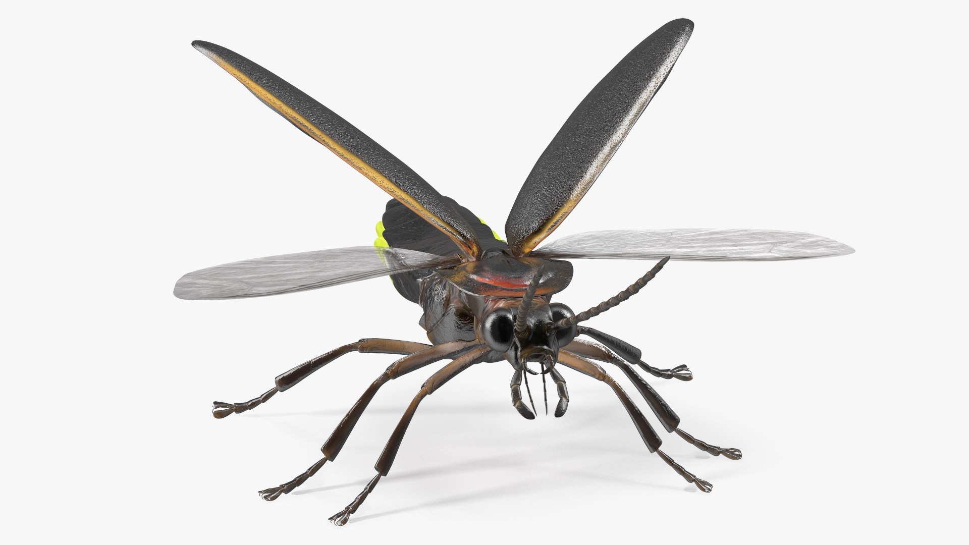 Eastern Firefly Glowing Basic Pose Model - TurboSquid 2170447