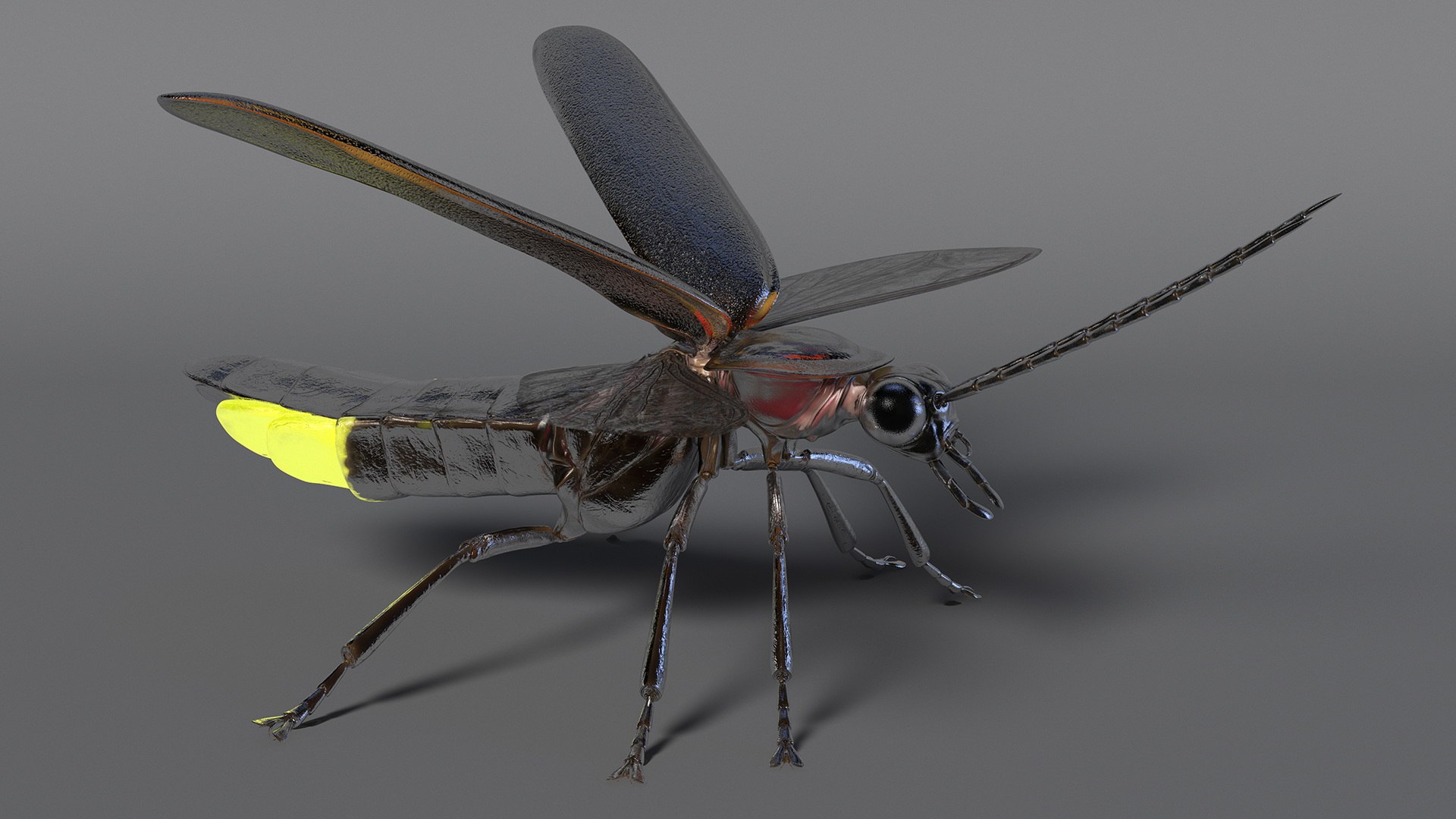 Eastern Firefly Glowing Basic Pose Model - TurboSquid 2170447