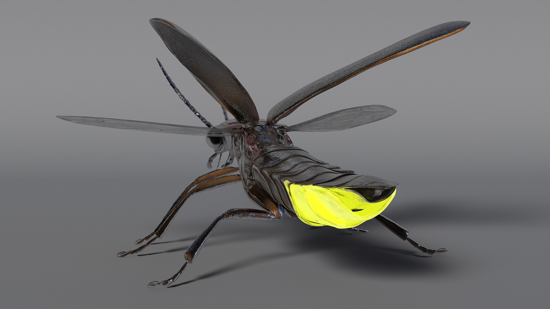 Eastern Firefly Glowing Basic Pose Model - TurboSquid 2170447