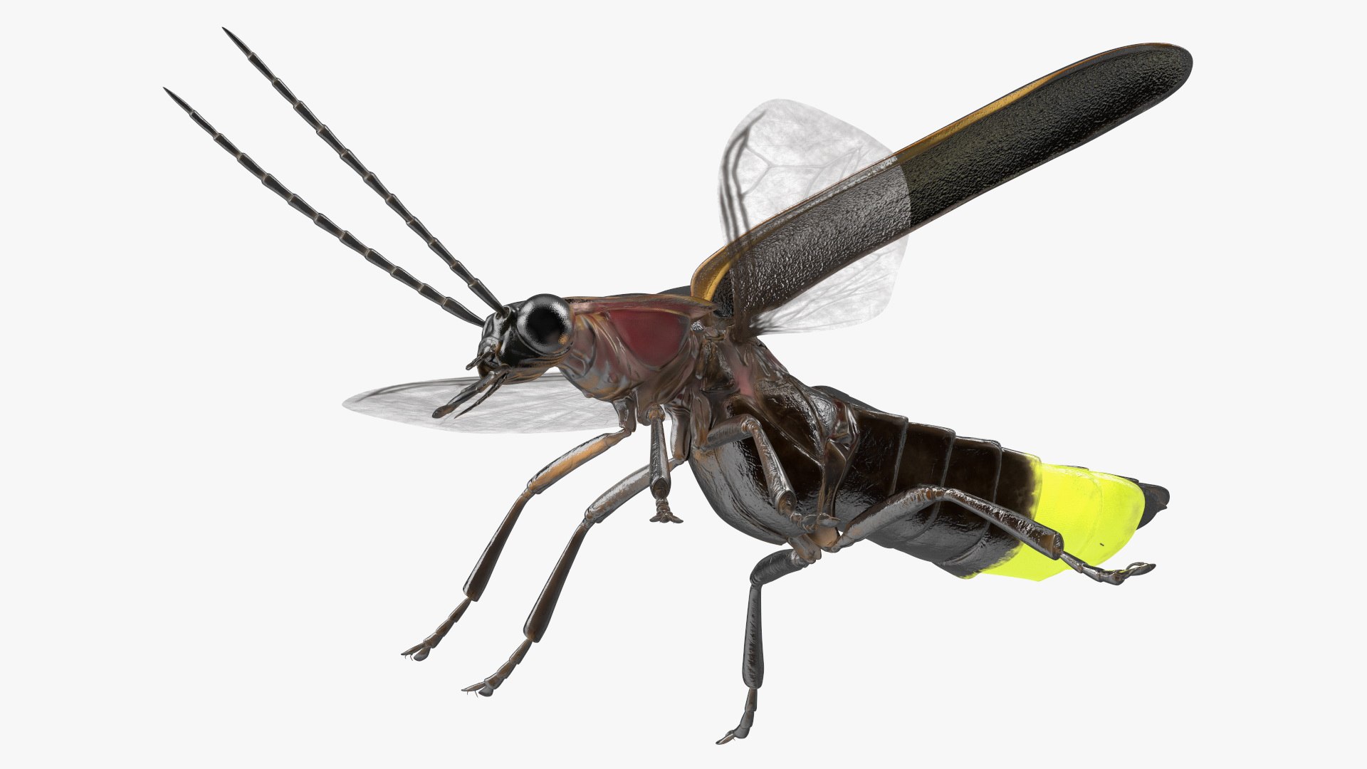 Eastern Firefly Glowing Basic Pose Model - TurboSquid 2170447