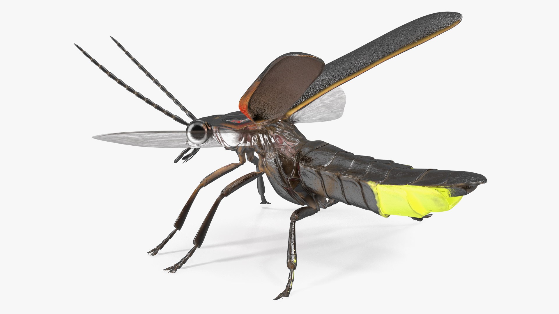 Eastern Firefly Glowing Basic Pose Model - TurboSquid 2170447