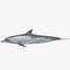 Bottlenose Dolphin 3d Model