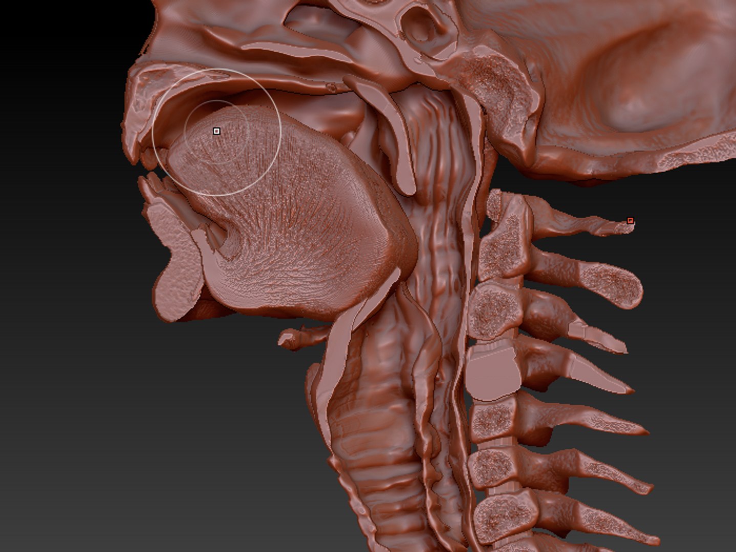 3d medical larynx