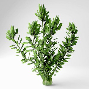 mesophyll cells plant 3d model