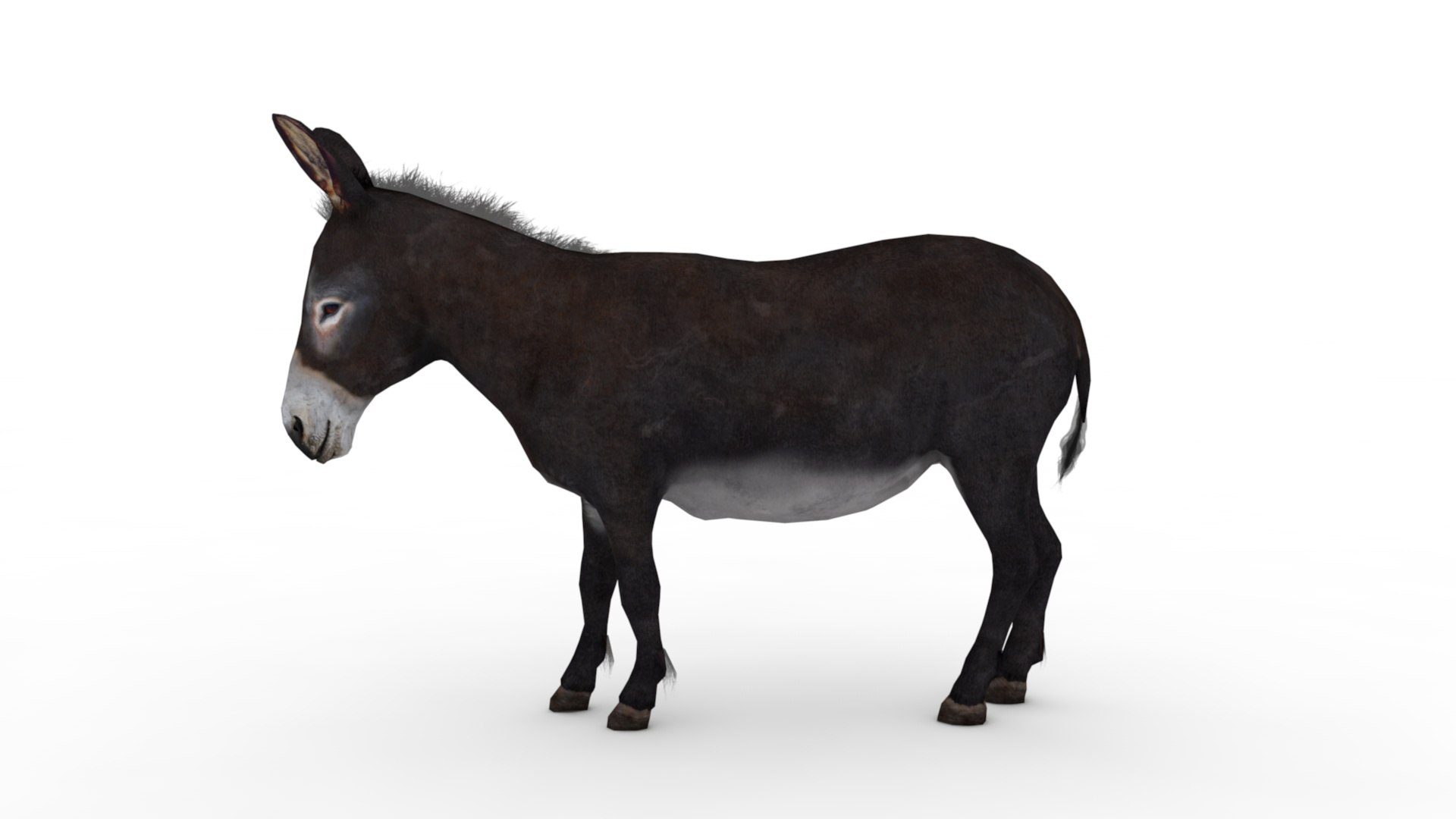 3D Model Donkey - TurboSquid 2237368