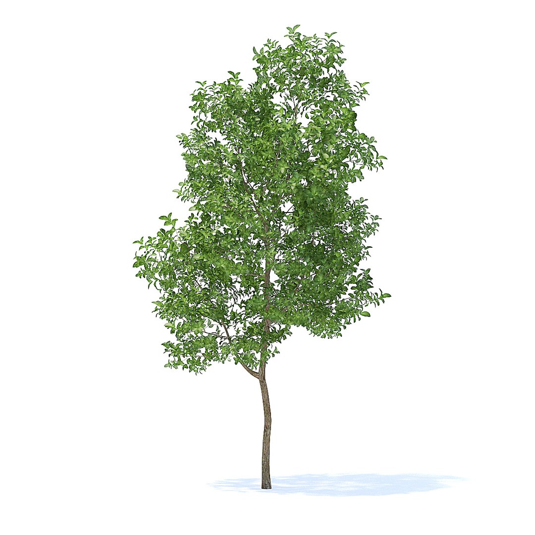 Apple Tree 3 8m 3D Model - TurboSquid 1252195