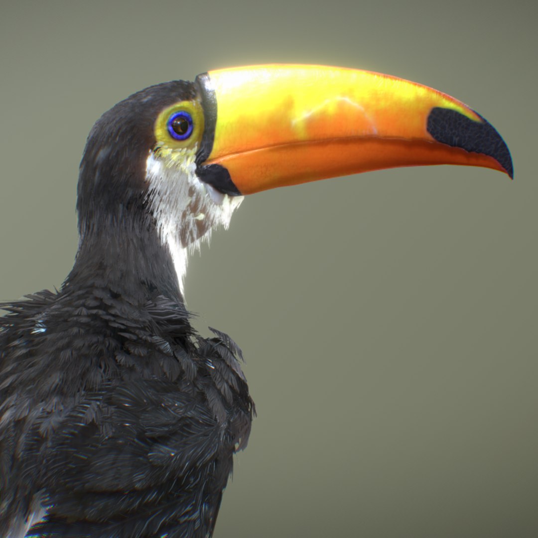 3D Toco Toucan Model - TurboSquid 2401943