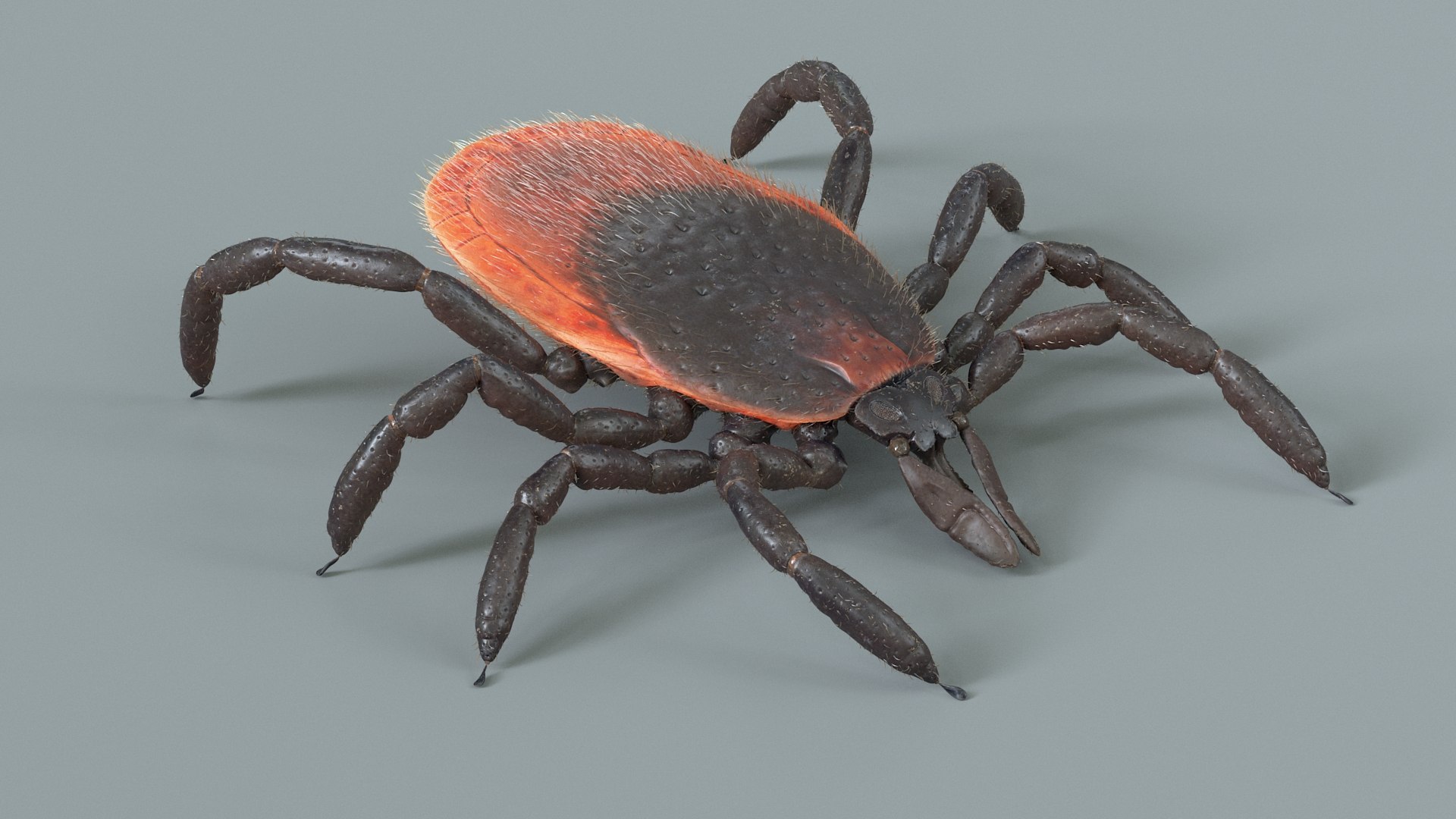 3D Tick Rigged Xgen - TurboSquid 2239341