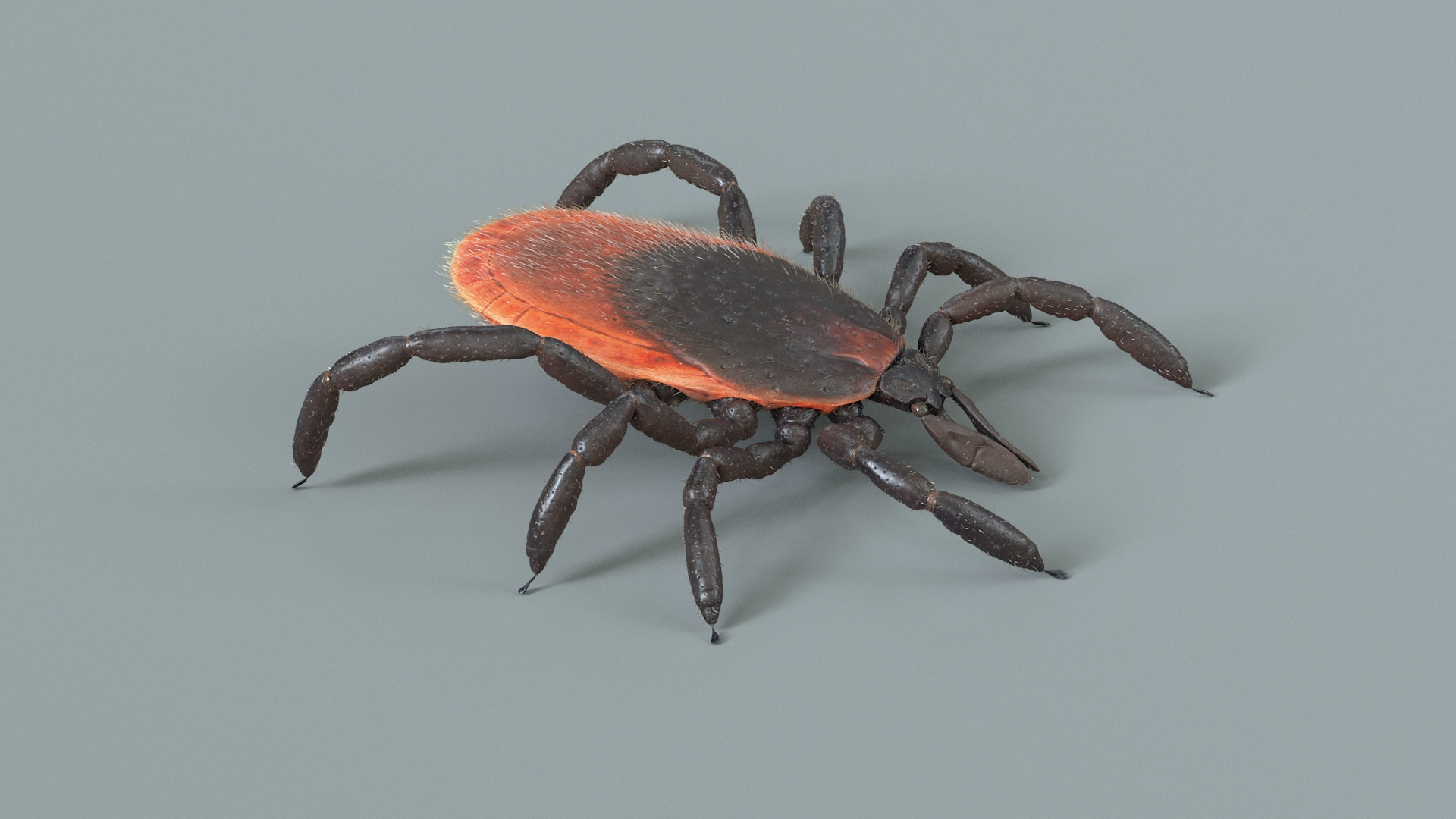 3D Tick Rigged Xgen - TurboSquid 2239341