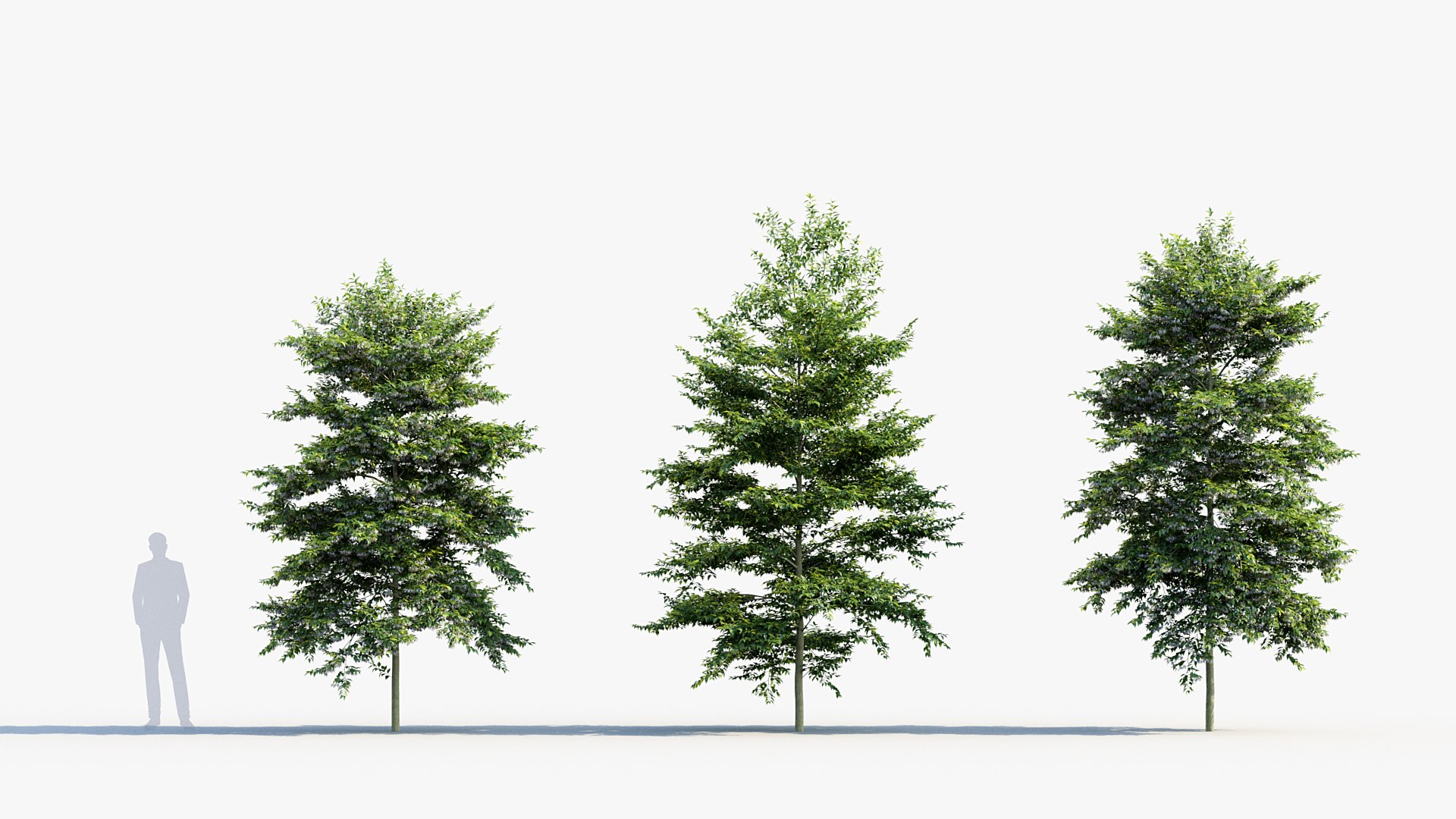 3D Styrax Japonicus Japanese Snowbell 3D Model Model - TurboSquid 2044773