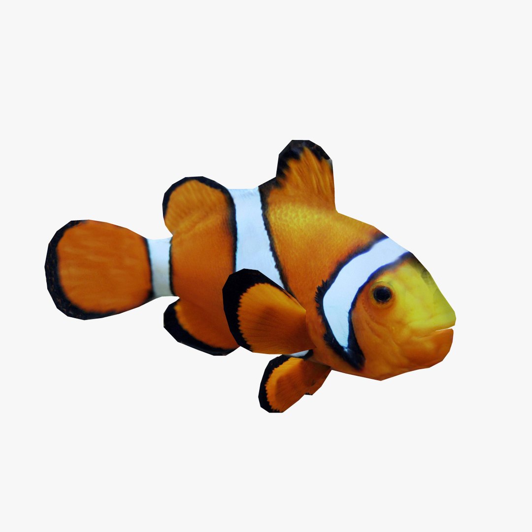 3D animated clownfish - TurboSquid 2089862