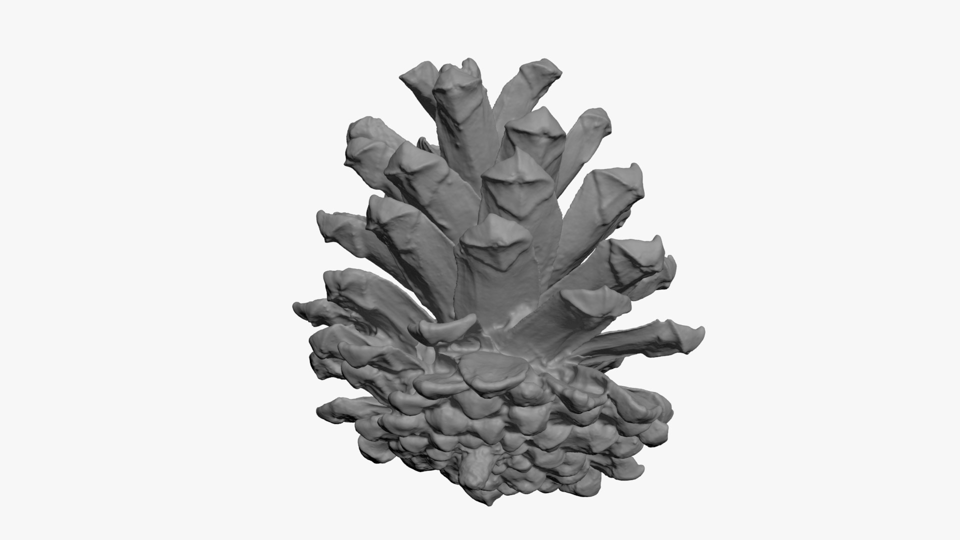 Pine Cone 01 3D Print 3D Model - TurboSquid 2292304
