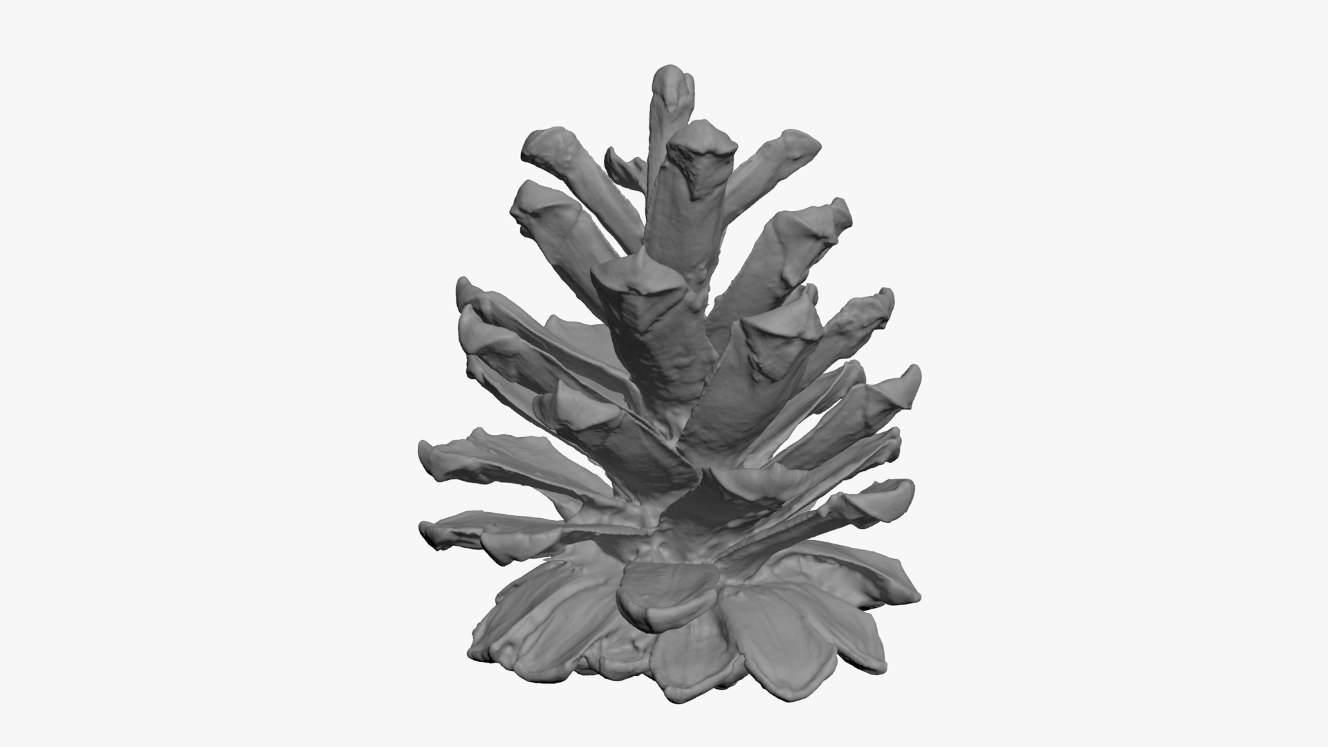 Pine Cone 01 3D Print 3D Model - TurboSquid 2292304