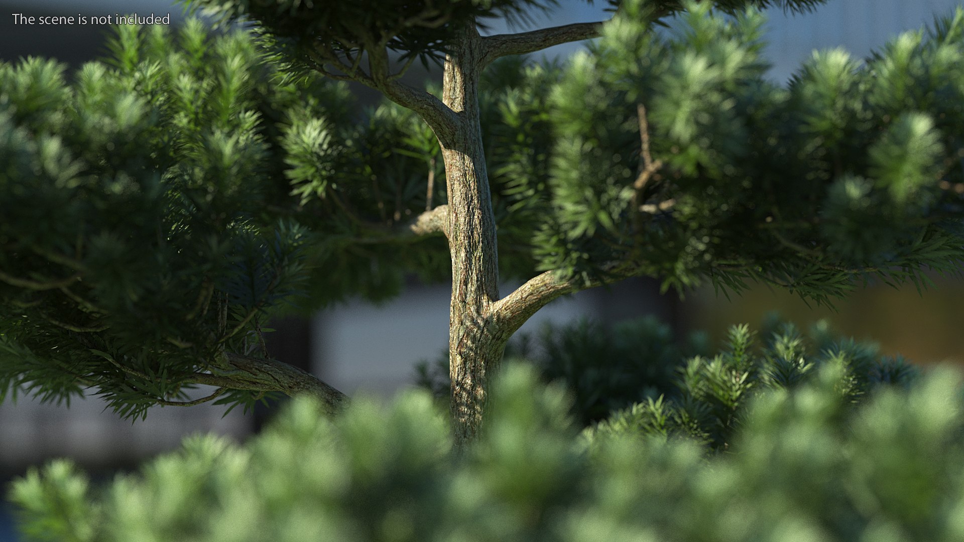 Podocarpus Evergreen Tree 3D Model - TurboSquid 1789463