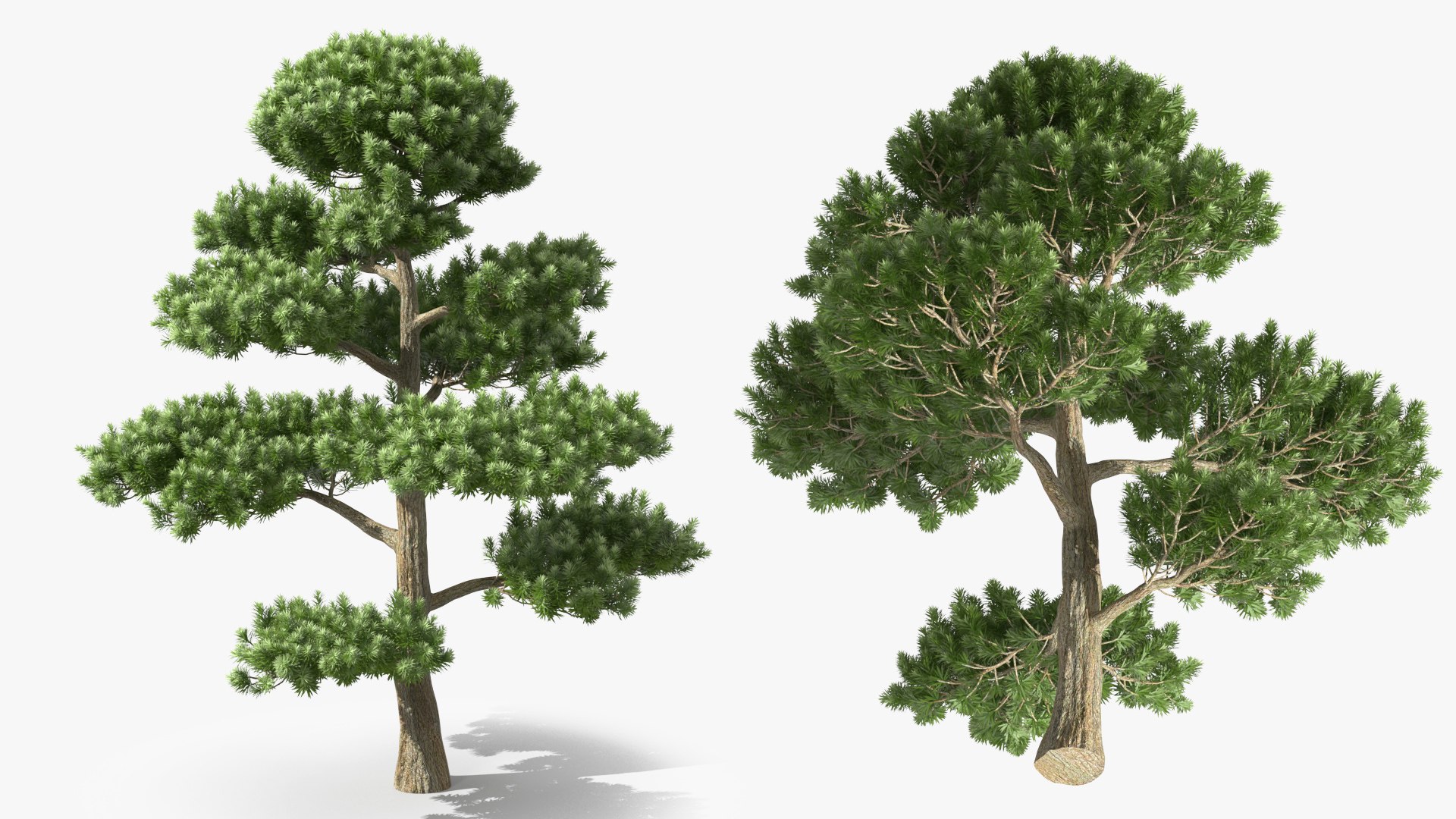 Podocarpus Evergreen Tree 3D Model - TurboSquid 1789463