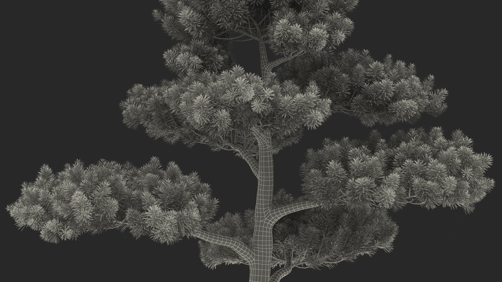 Podocarpus Evergreen Tree 3D model - TurboSquid 1789463