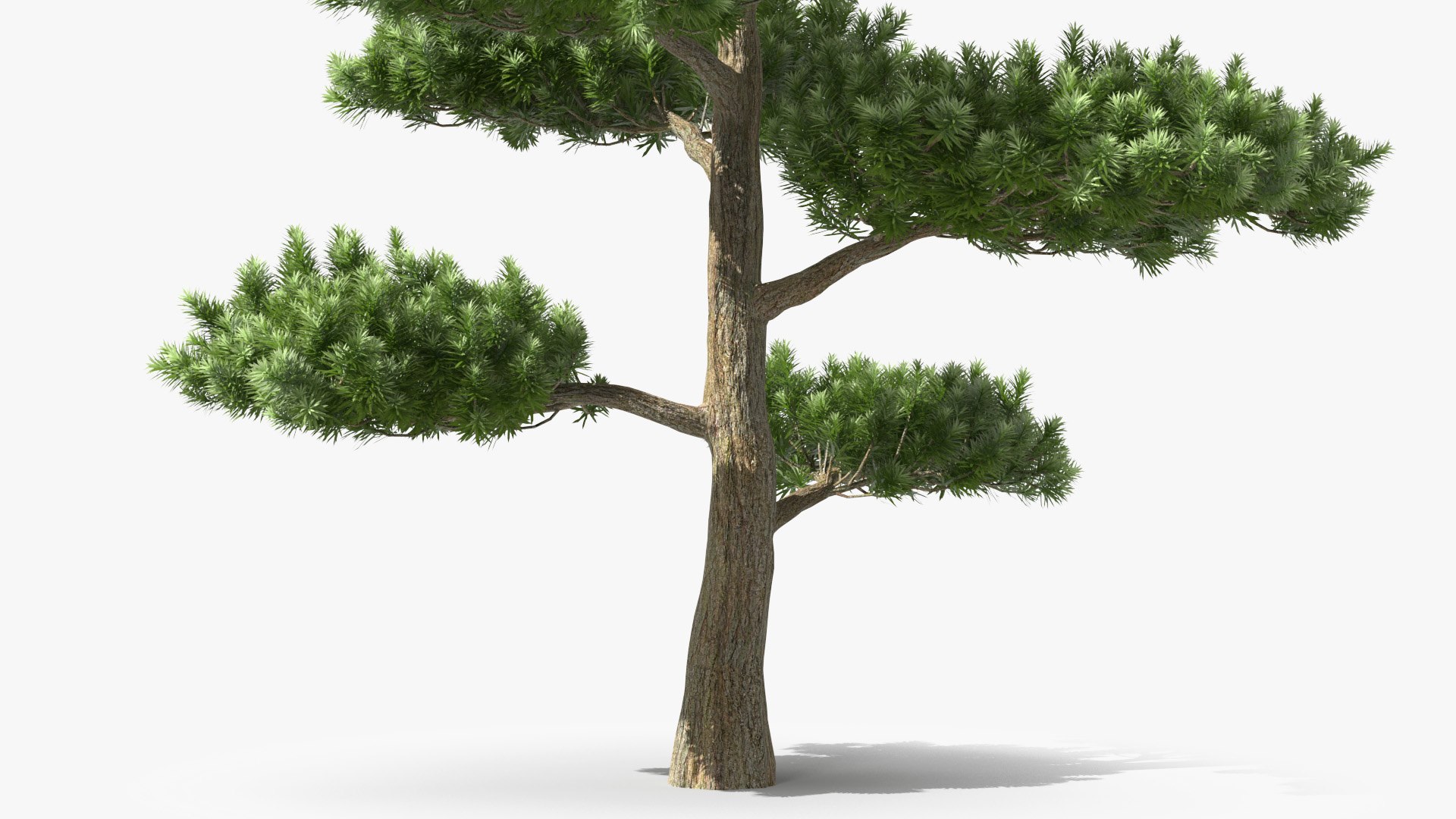 Podocarpus Evergreen Tree 3D Model - TurboSquid 1789463