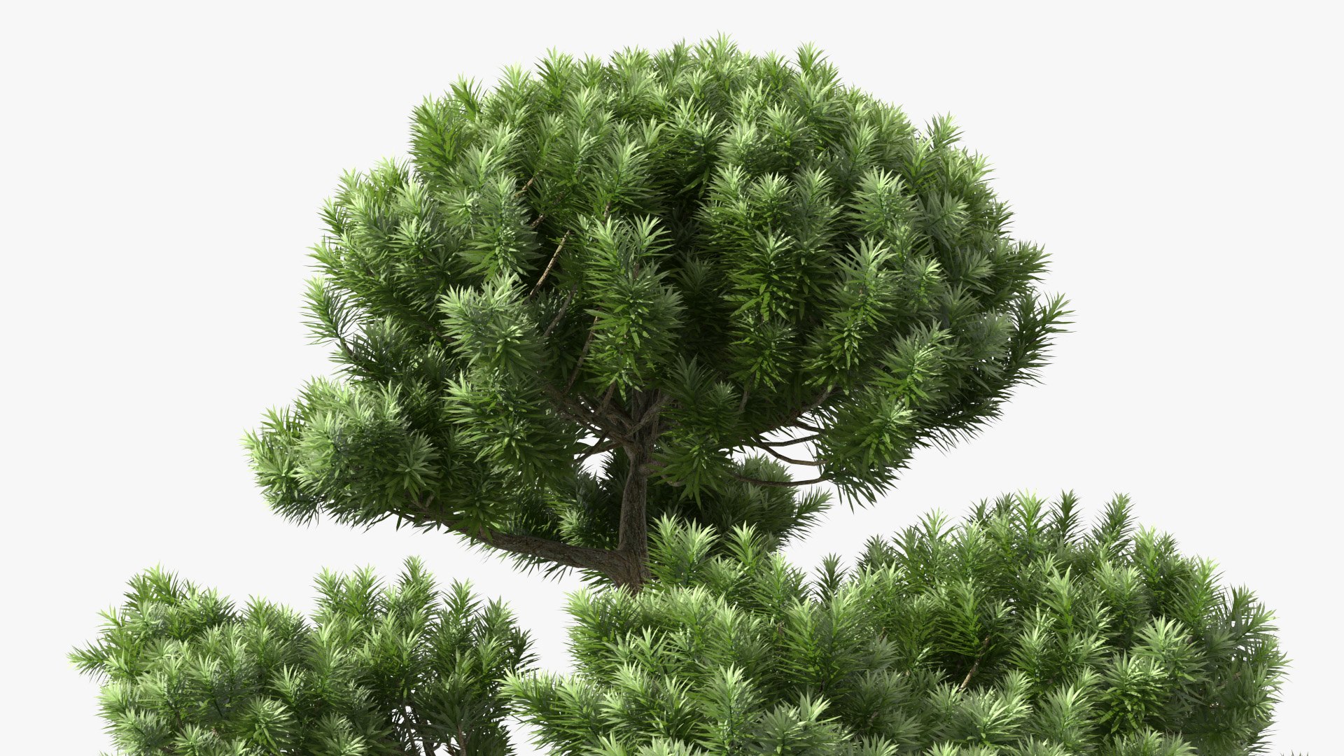 Podocarpus Evergreen Tree 3D Model - TurboSquid 1789463