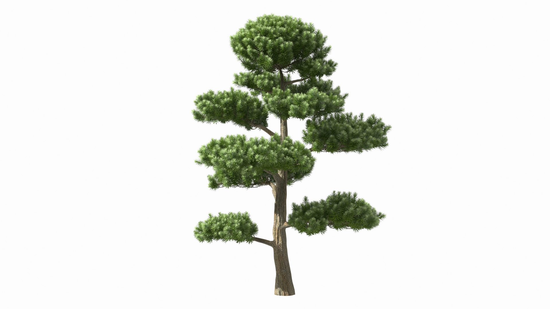 Podocarpus Evergreen Tree 3D Model - TurboSquid 1789463