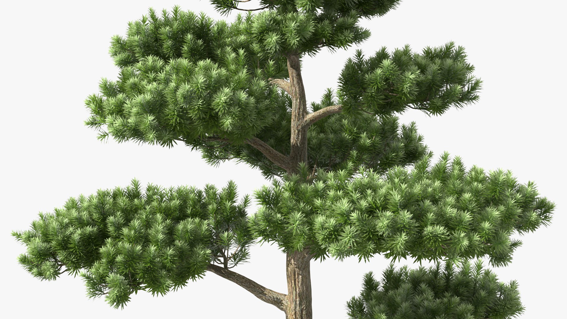 Podocarpus Evergreen Tree 3D Model - TurboSquid 1789463